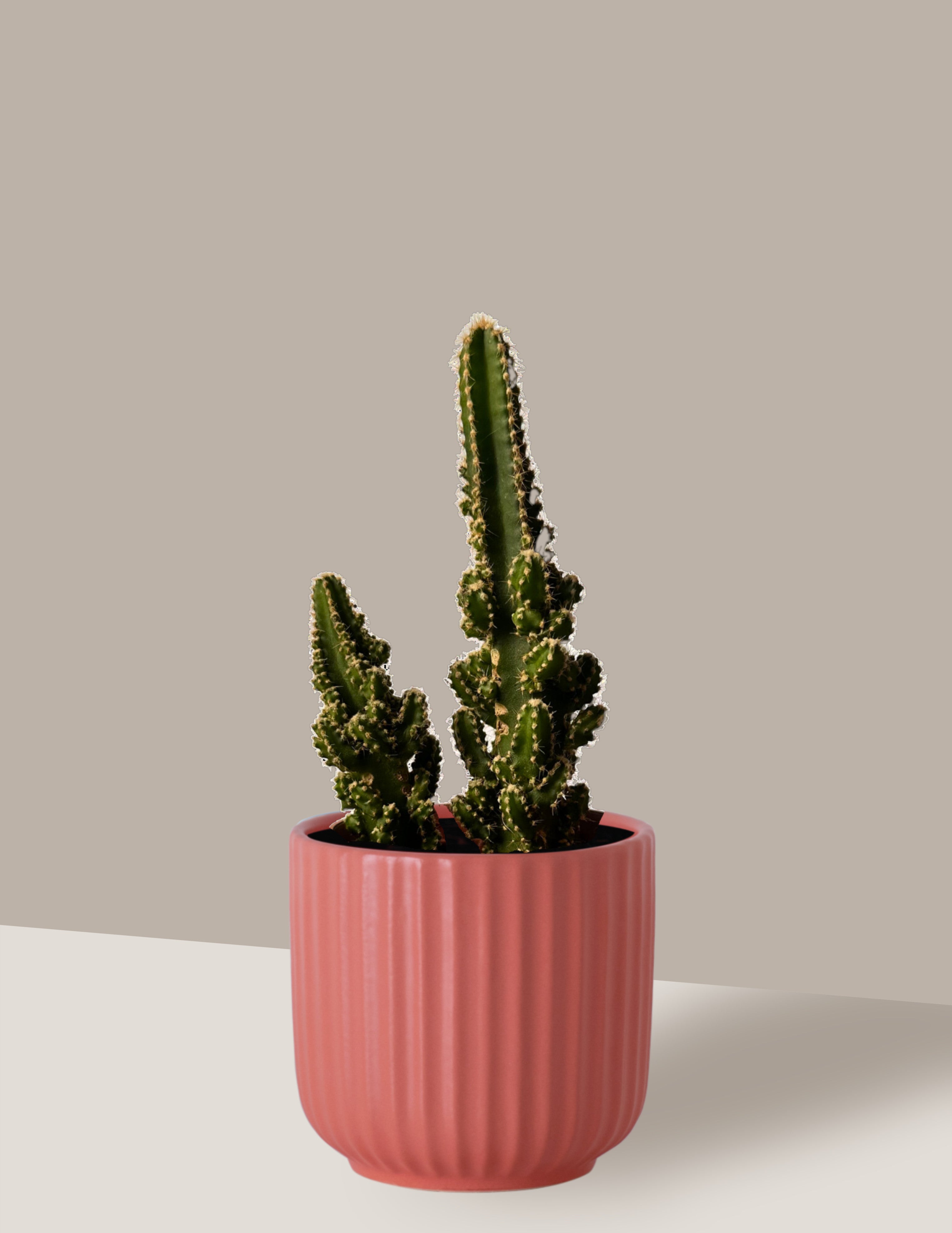 Cacto Castelo De Fada Com Vaso ( Acanthocereus Tetragonus ) – Nordic Green