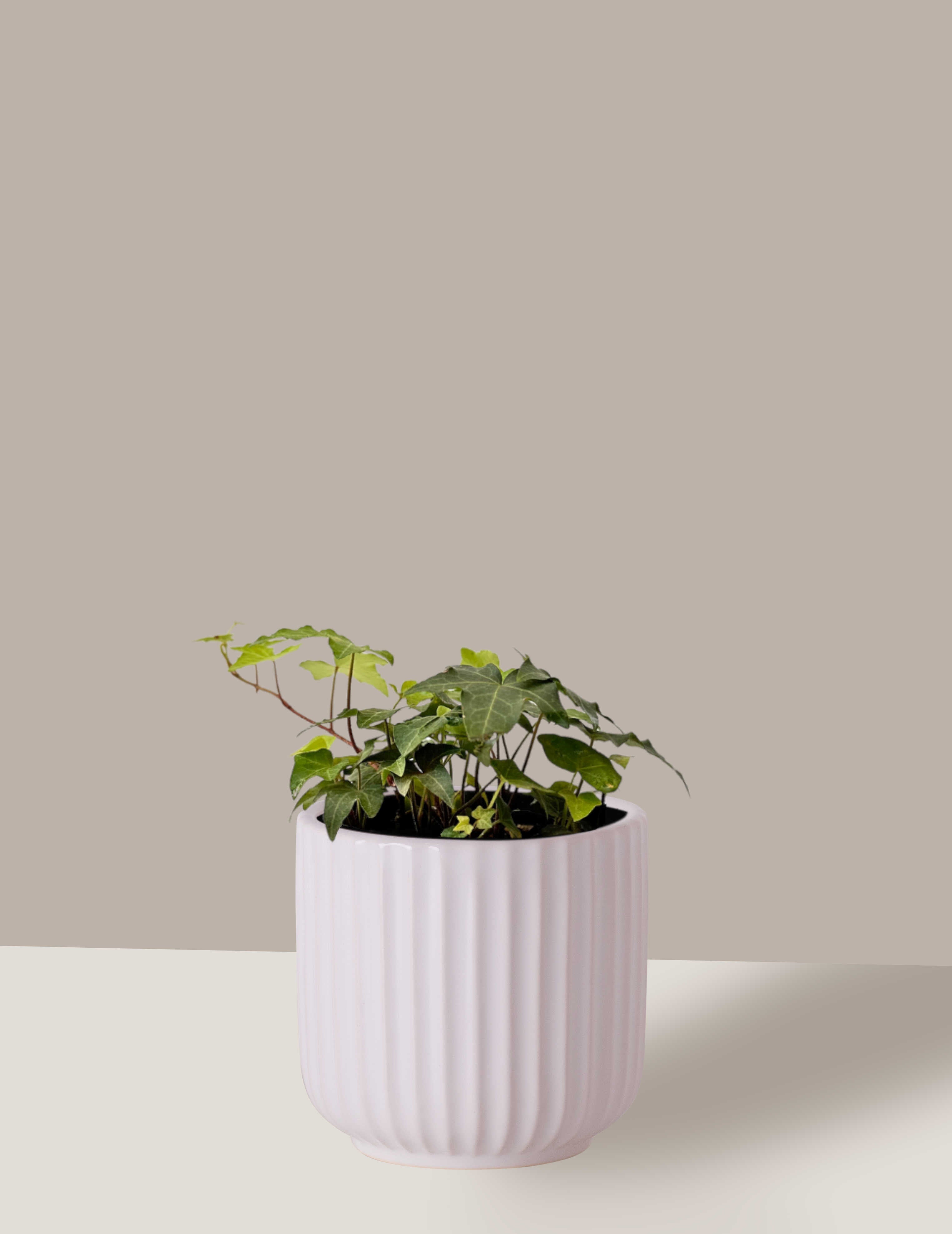 Planta De Hera Planta Hera: Tipos, Características E Como Cuidar